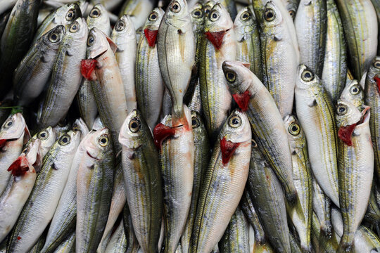 「Gopa」の写真素材 | 13件の無料イラスト画像 | Adobe Stock