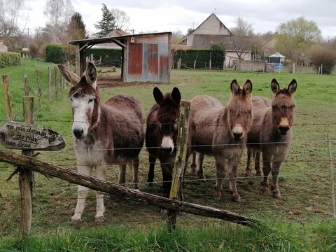 รูปภาพMulet – เลือกดูภาพถ่ายสต็อก เวกเตอร์ และวิดีโอ1,432 | Adobe Stock