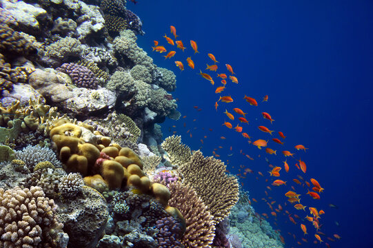 Colal Images – Browse 49 Stock Photos, Vectors, and Video | Adobe Stock