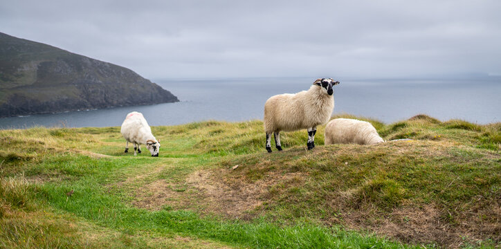 Irish Sheep Images – Browse 7,308 Stock Photos, Vectors, and Video ...