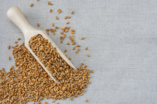 "Sprouted Grain" Images – Browse 511 Stock Photos, Vectors, and Video ...