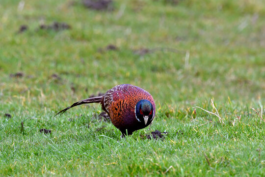 「Fazan」の写真素材 | 42件の無料イラスト画像 | Adobe Stock