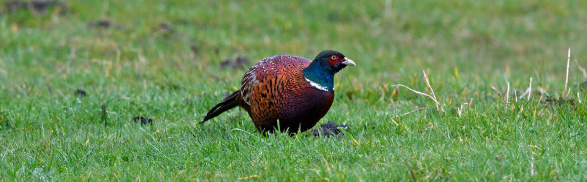 「Fazan」の写真素材 | 42件の無料イラスト画像 | Adobe Stock