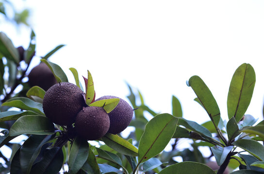 "Tar Apple" Images – Browse 8 Stock Photos, Vectors, and Video | Adobe ...