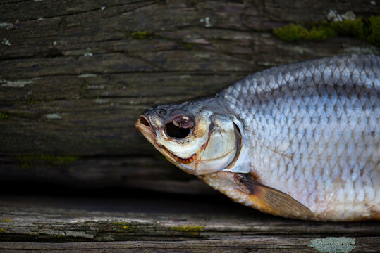 รูปภาพClipfish – เลือกดูภาพถ่ายสต็อก เวกเตอร์ และวิดีโอ5,600 | Adobe Stock