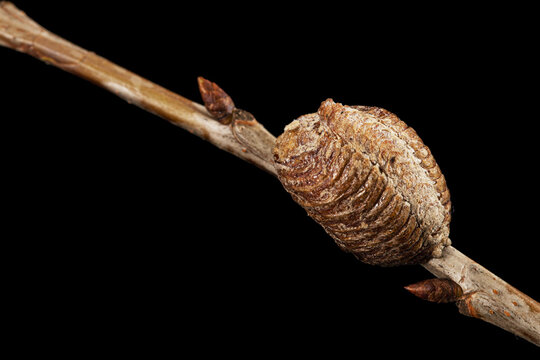 รูปภาพOotheca – เลือกดูภาพถ่ายสต็อก เวกเตอร์ และวิดีโอ588 | Adobe Stock