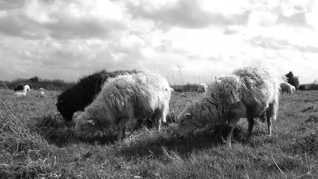 Ovine Video Footage – Browse 530 HD Stock Video and Footage | Adobe Stock