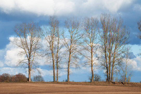 Topole Images – Browse 57 Stock Photos, Vectors, and Video | Adobe Stock