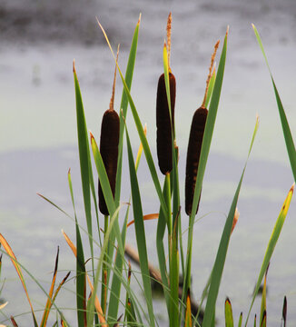 "Common Bulrush" Images – Browse 464 Stock Photos, Vectors, and Video ...