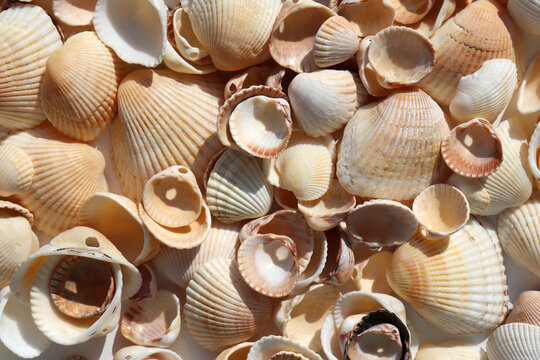 รูปภาพCockleshells – เลือกดูภาพถ่ายสต็อก เวกเตอร์ และวิดีโอ40,982 ...