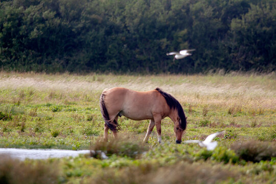 Chevalin Bilder – Durchsuchen 6,642 Archivfotos, Vektorgrafiken und ...