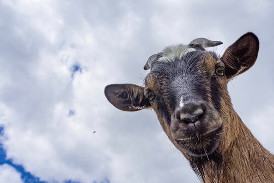 Bode Imagens – Procure 488,042 fotos, vetores e vídeos | Adobe Stock