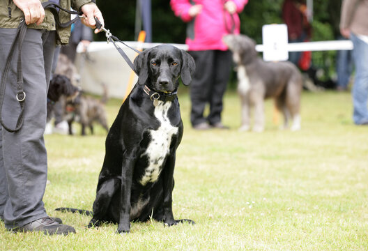 รูปภาพMongral – เลือกดูภาพถ่ายสต็อก เวกเตอร์ และวิดีโอ87 | Adobe Stock