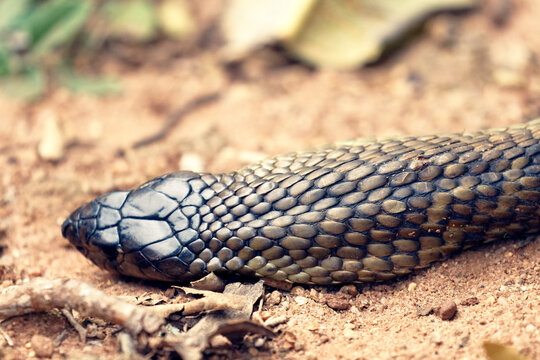"Killed Snake" Images – Browse 16 Stock Photos, Vectors, and Video ...