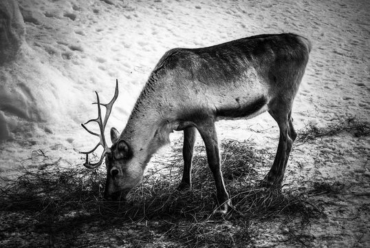 รูปภาพBarasingha – เลือกดูภาพถ่ายสต็อก เวกเตอร์ และวิดีโอ653 | Adobe Stock