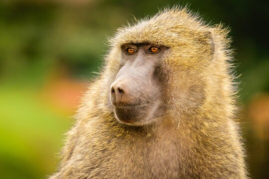 Babouin Images – Parcourir 52,259 le catalogue de photos, vecteurs et ...