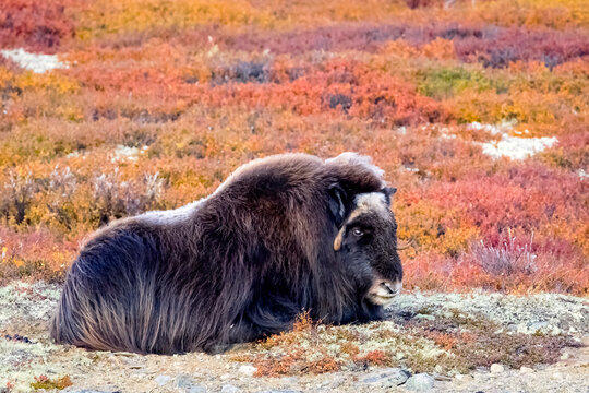 Caprids bilder – Bläddra bland 7,360 stockfoton, vektorer och videor ...