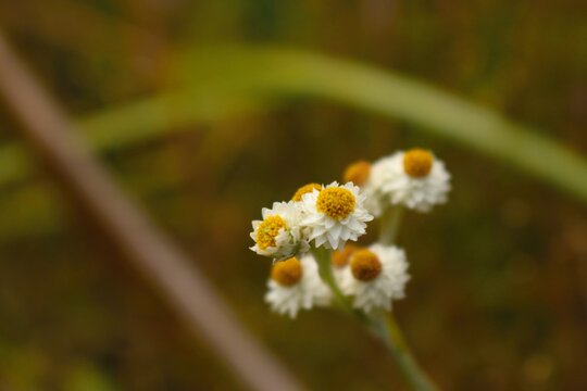 「flawer」の写真素材 644件の無料イラスト画像 Adobe Stock