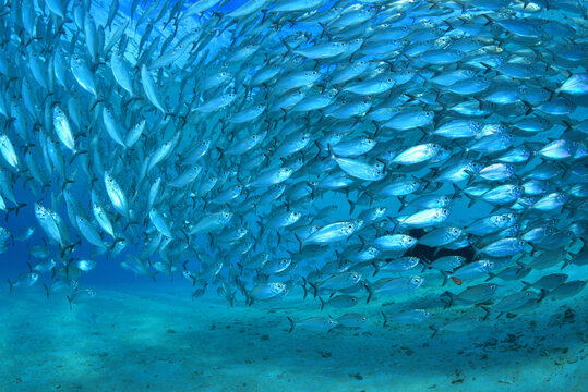 Mataking Bilder – Durchsuchen 66 Archivfotos, Vektorgrafiken und Videos ...