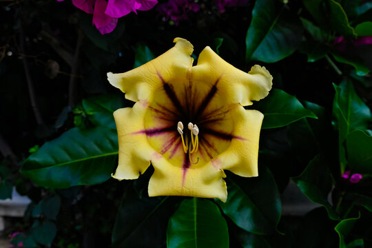 Deliriant Bilder – Durchsuchen 141 Archivfotos, Vektorgrafiken und ...