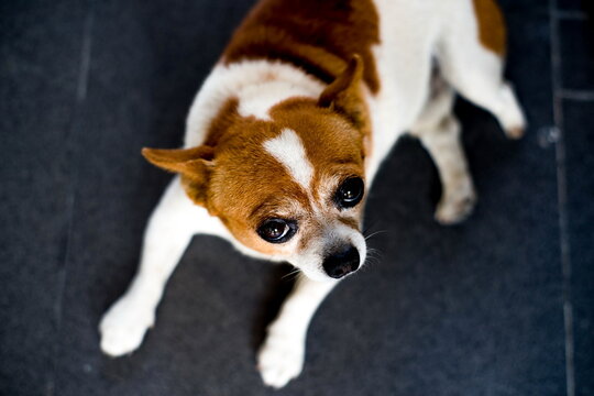 「Chivava」の写真素材 | 94件の無料イラスト画像 | Adobe Stock