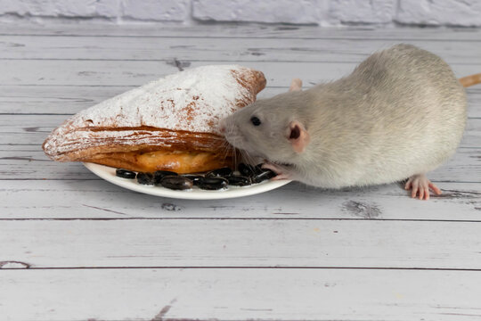 Hamsterbacken Bilder – Durchsuchen 1,634 Archivfotos, Vektorgrafiken ...