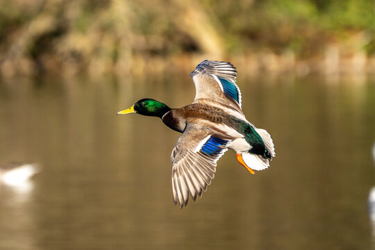 Mallard Duck Flying Pictures