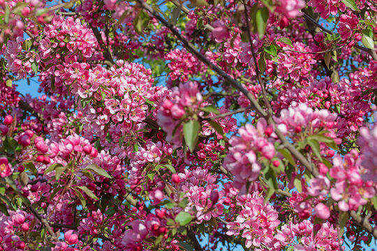 Zierapfelbaum-Bilder: Stock-Fotos & -Videos. | Adobe Stock