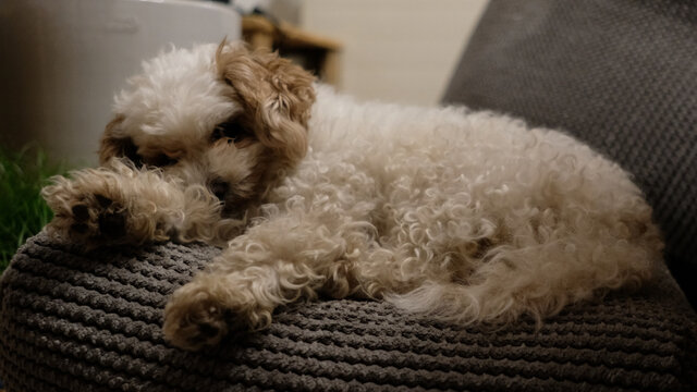 Bollipoo Images – Browse 10 Stock Photos, Vectors, and Video | Adobe Stock