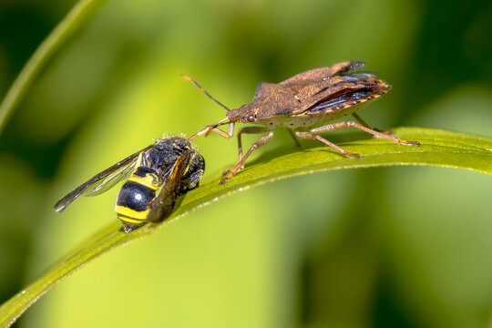 รูปภาพHarpactorinae – เลือกดูภาพถ่ายสต็อก เวกเตอร์ และวิดีโอ81 | Adobe ...