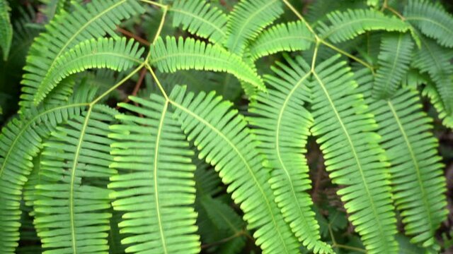 Uluhe Images – Browse 91 Stock Photos, Vectors, and Video | Adobe Stock