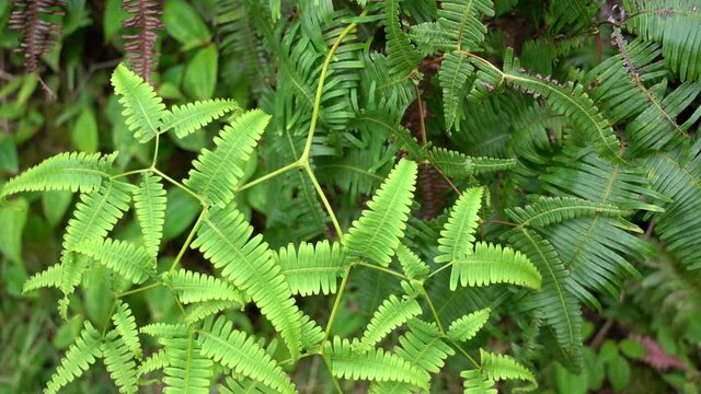 Uluhe Images – Browse 91 Stock Photos, Vectors, and Video | Adobe Stock