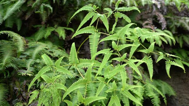 Uluhe Images – Browse 91 Stock Photos, Vectors, and Video | Adobe Stock