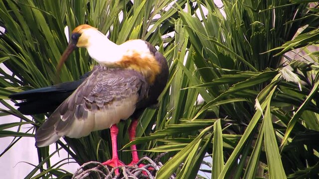 「Curicaca」の写真素材 | 172件の無料イラスト画像 | Adobe Stock