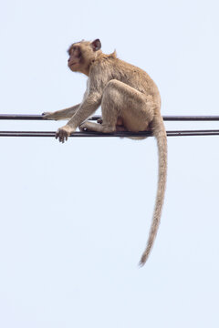 29,695 BESTE Affenschwanz BILDER, STOCK-FOTOS & -VEKTORGRAFIKEN | Adobe ...