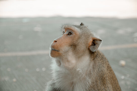 รูปภาพCatarrhini – เลือกดูภาพถ่ายสต็อก เวกเตอร์ และวิดีโอ6,983 | Adobe ...