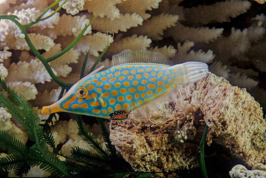 Orange Spotted Filefish