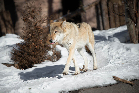 "Canis Lupus Lupus" Bilder – Durchsuchen 4,573 Archivfotos ...
