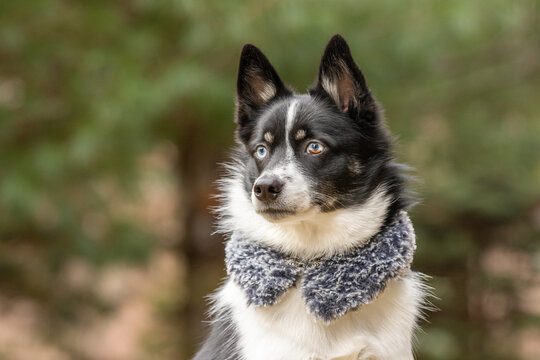 「Pomsky」の画像 - 661 件の Stock 写真、ベクターおよびビデオ | Adobe Stock