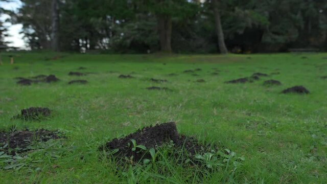 รูปภาพ"Mole Mound" – เลือกดูภาพถ่ายสต็อก เวกเตอร์ และวิดีโอ46 | Adobe Stock