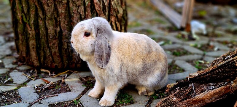 Nhd Images – Browse 248 Stock Photos, Vectors, and Video | Adobe Stock