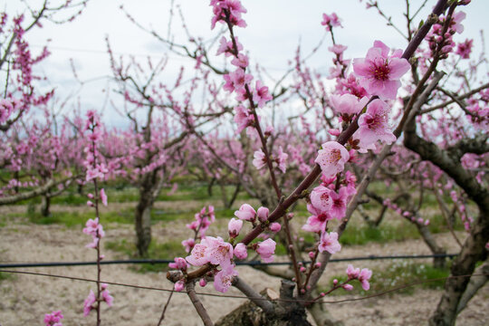 Peschi-Bilder: Stock-Fotos & -Videos. | Adobe Stock