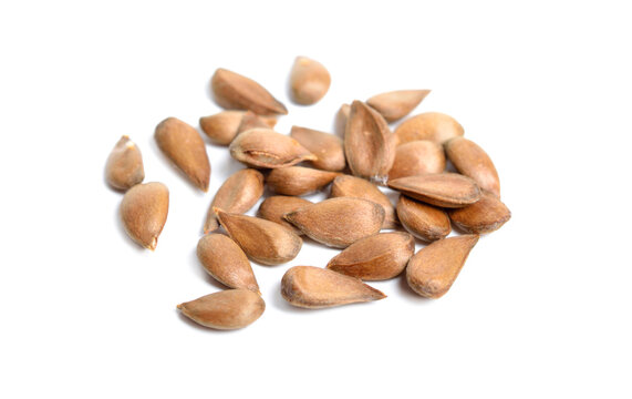 "Apple Seeds" Images – Browse 210 Stock Photos, Vectors, and Video ...