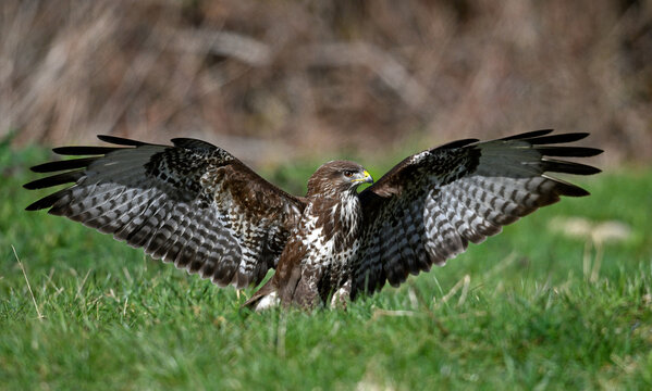Buizerd bilder – Bläddra bland 335 stockfoton, vektorer och videor | Adobe Stock