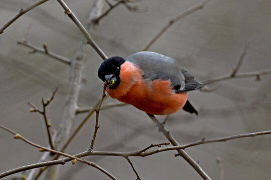 Dompap Images – Browse 49 Stock Photos, Vectors, and Video | Adobe Stock