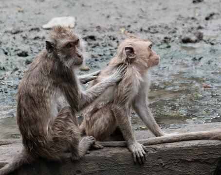 รูปภาพCatarrhini – เลือกดูภาพถ่ายสต็อก เวกเตอร์ และวิดีโอ6,983 | Adobe ...
