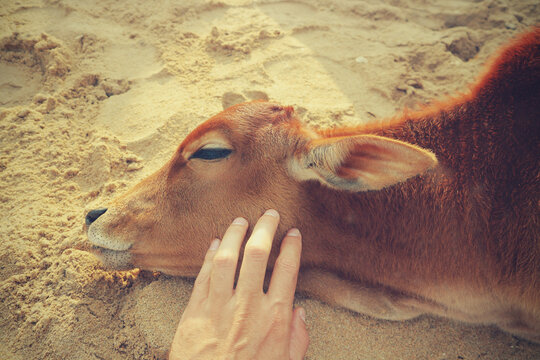 Canoodle Images – Browse 835 Stock Photos, Vectors, and Video | Adobe Stock