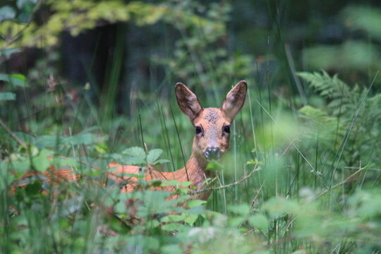 「Chevrette」の写真素材 | 799件の無料イラスト画像 | Adobe Stock