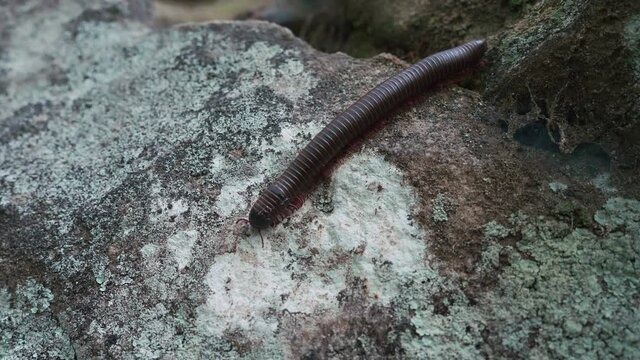 "Giant Millipede" Imagens – Procure 426 fotos, vetores e vídeos | Adobe ...