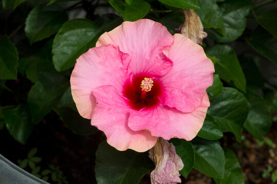 Doreen photos, images, assets | Adobe Stock